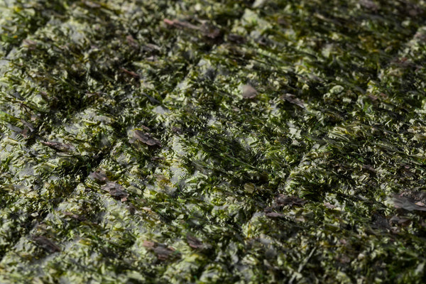 The Journey of Nori– SushiSushi